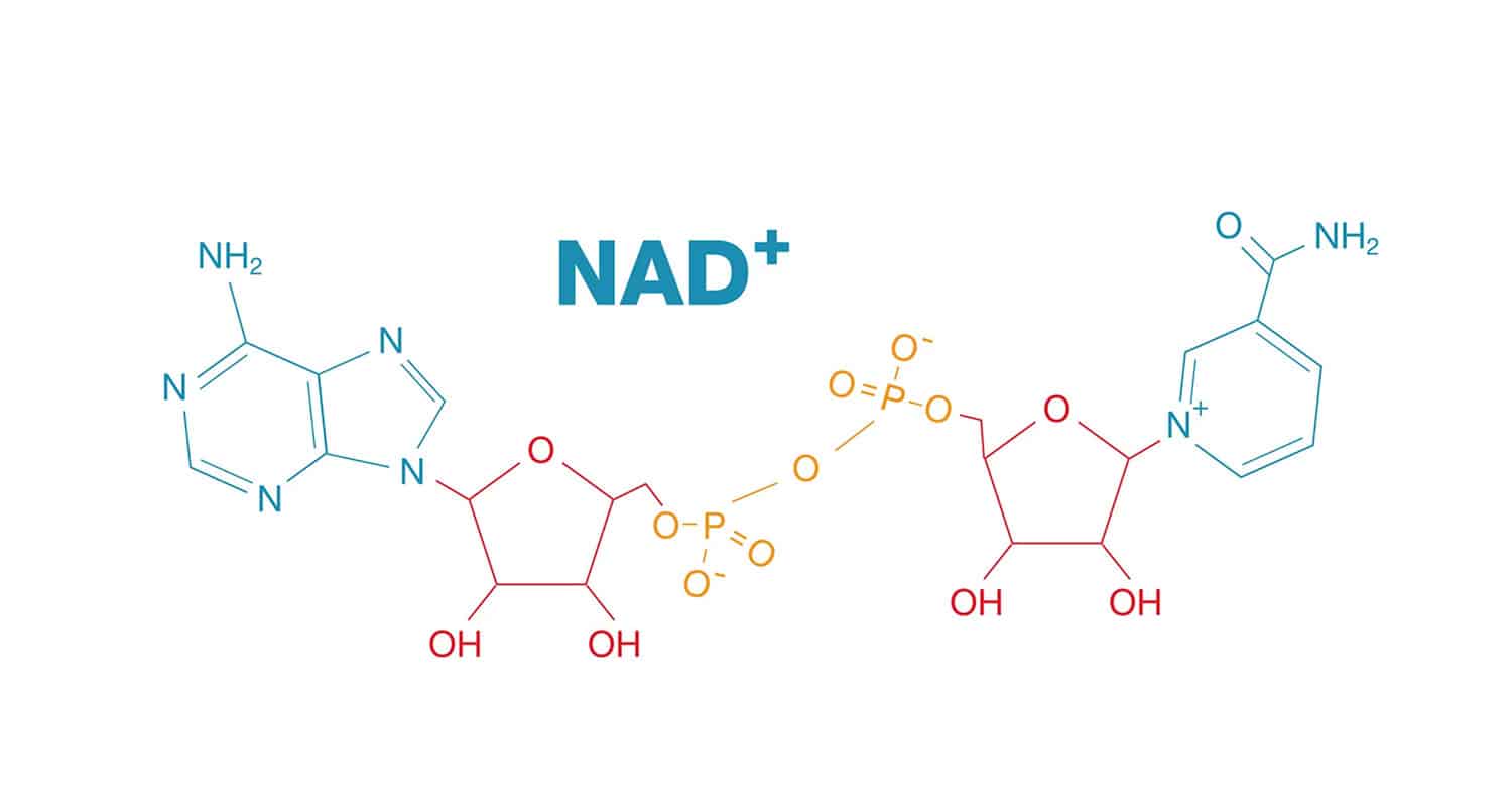 What Does Nicotinamide Adenine Dinucleotide Do In The Body